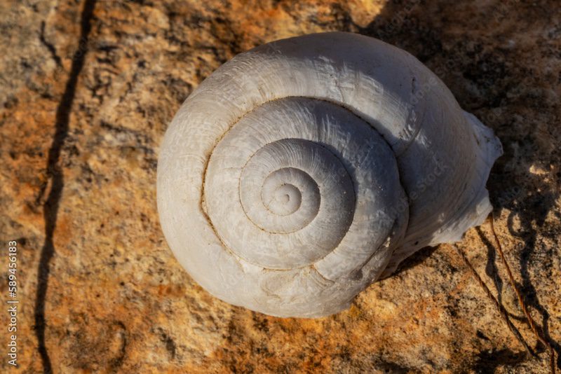 El Significado Espiritual de la Caracola | PSICOLOGÍANOVA