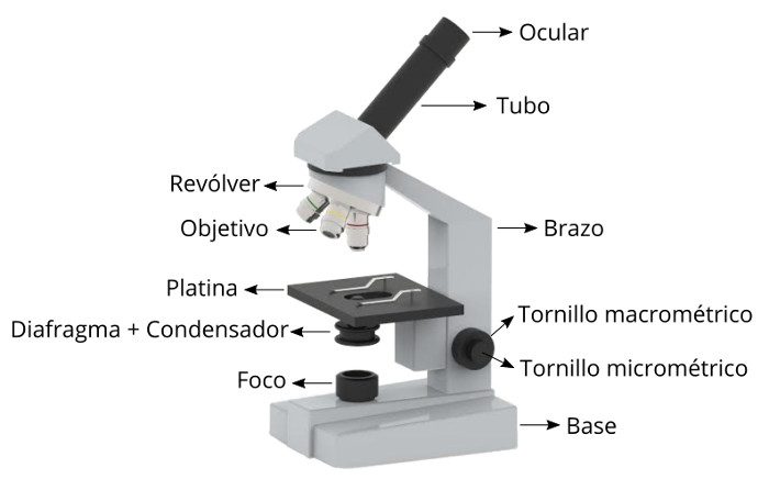 El tornillo micrométrico pieza clave en el microscopio | PSICOLOGÍANOVA