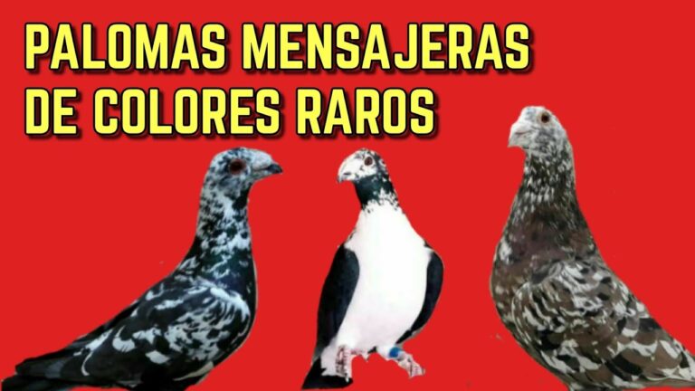 Explorando Palomas de Colores Raros Vistazo Fascinante | PSICOLOGÍANOVA